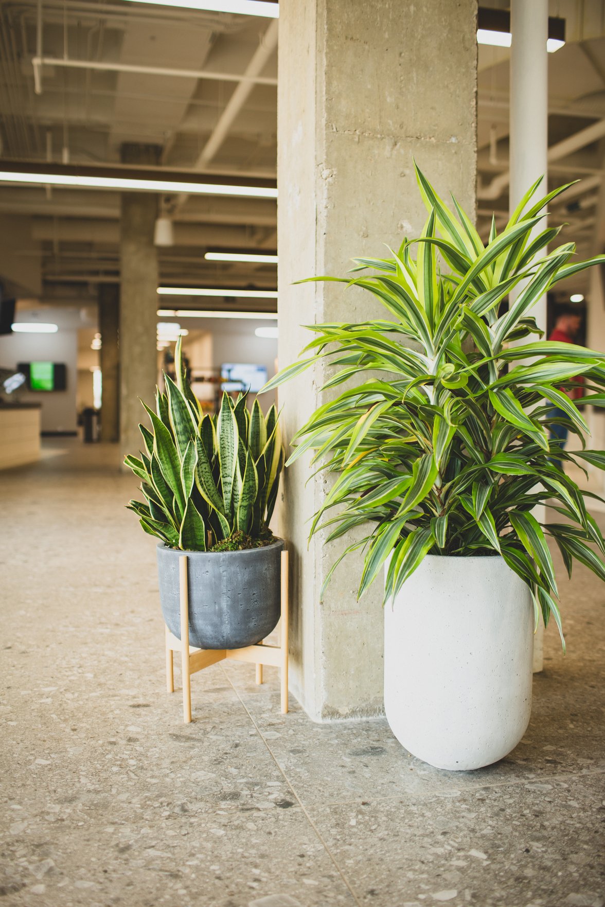Indoor Plants for Schools | Enhancing Learning & Well-Being in Classrooms