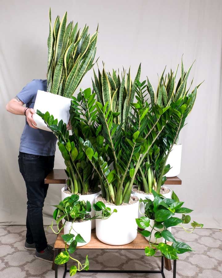 Making Room for Interior Plants | Natura®