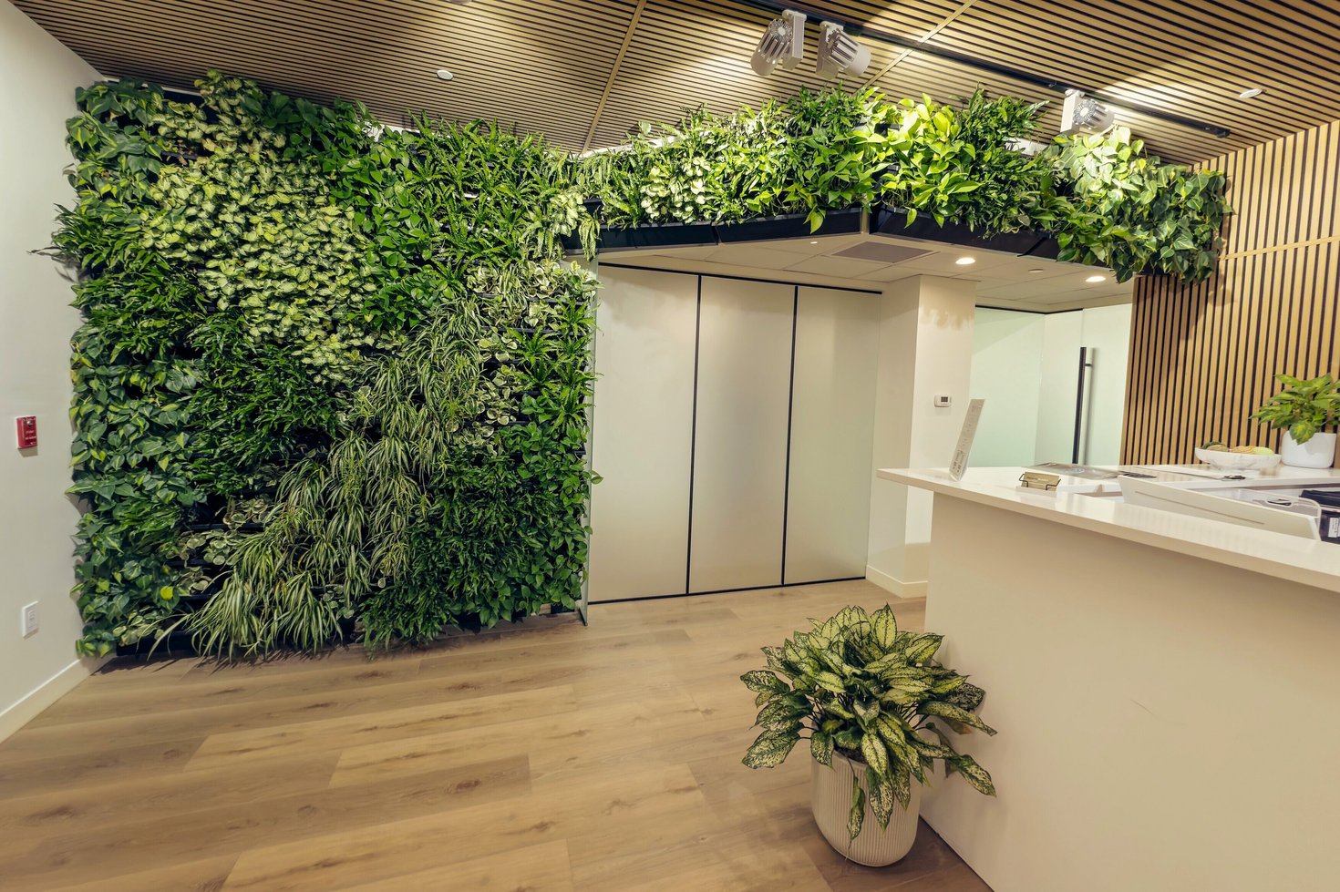 Plants for Medical Facilities | Enhancing Patient Well-Being with Greenery