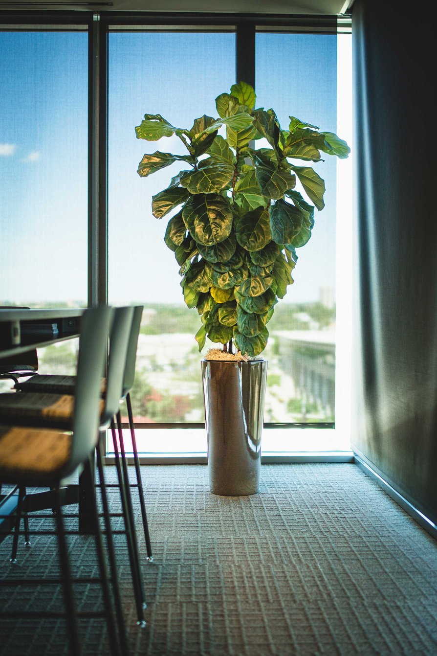 Plants are a Banker's Best Friend