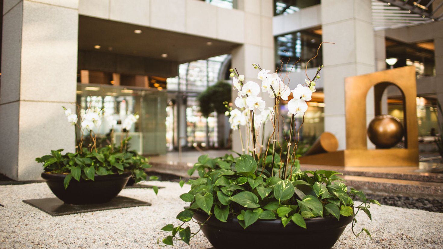 Hotel Lobby Plants and Their Effect on Guest Health | Natura®