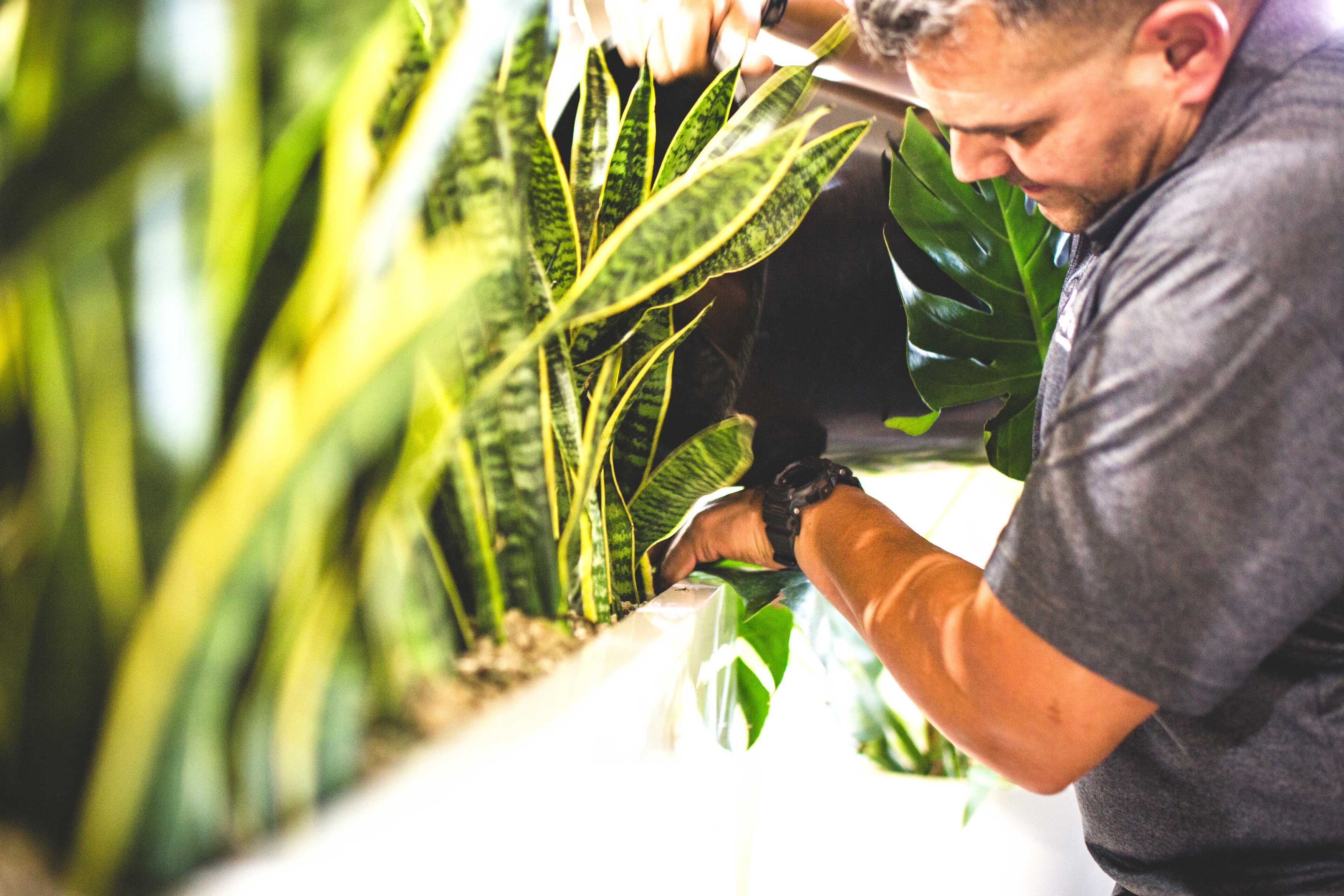 Revolutionizing Plant Care in the Workplace with Natura-PON™ | Natura®