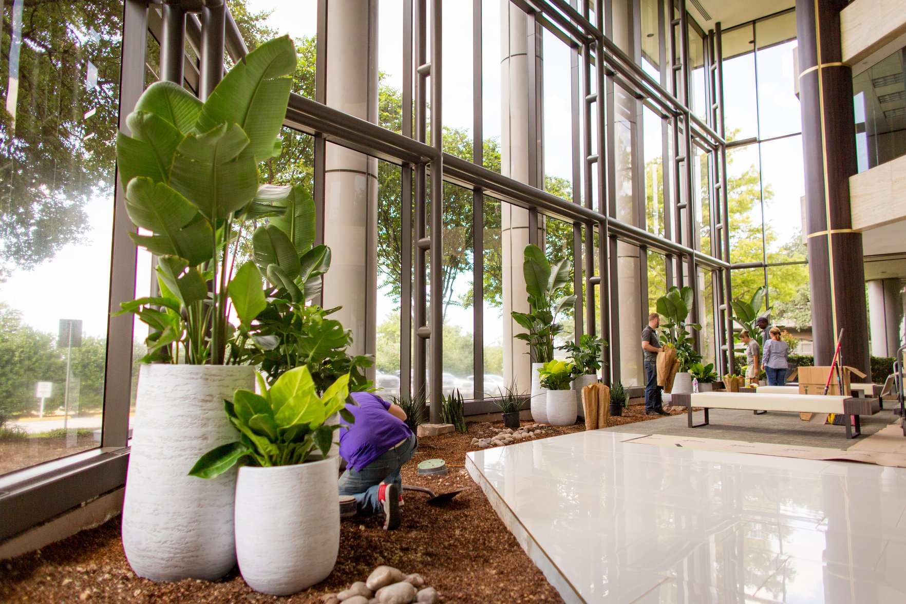 Top Indoor Plants for Offices in Austin | Natura