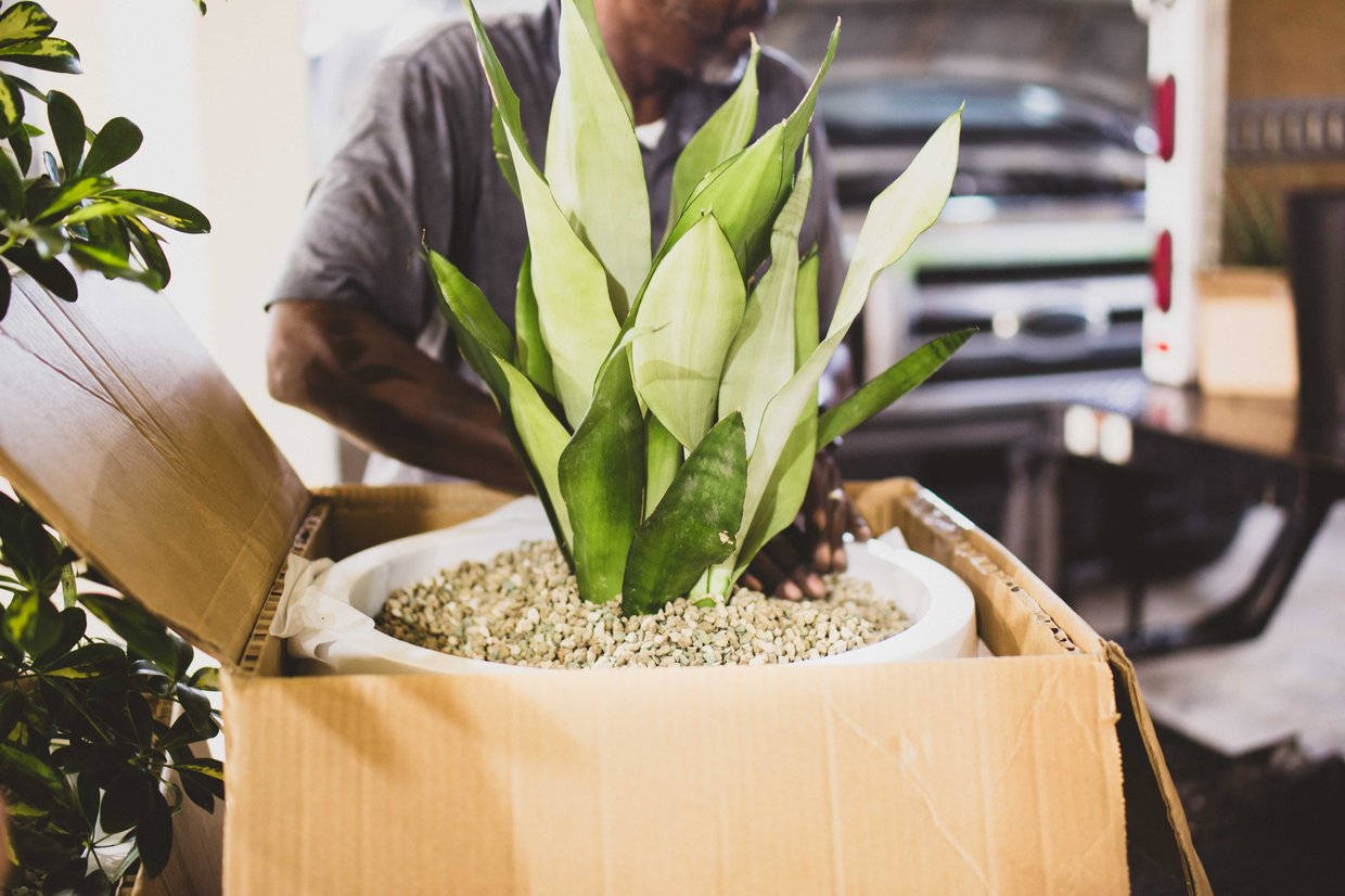 A Complete Guide to Office Plant Maintenance Services | Natura